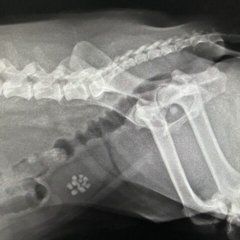 Pet Radiology In Little River, SC | Saint Francis Animal